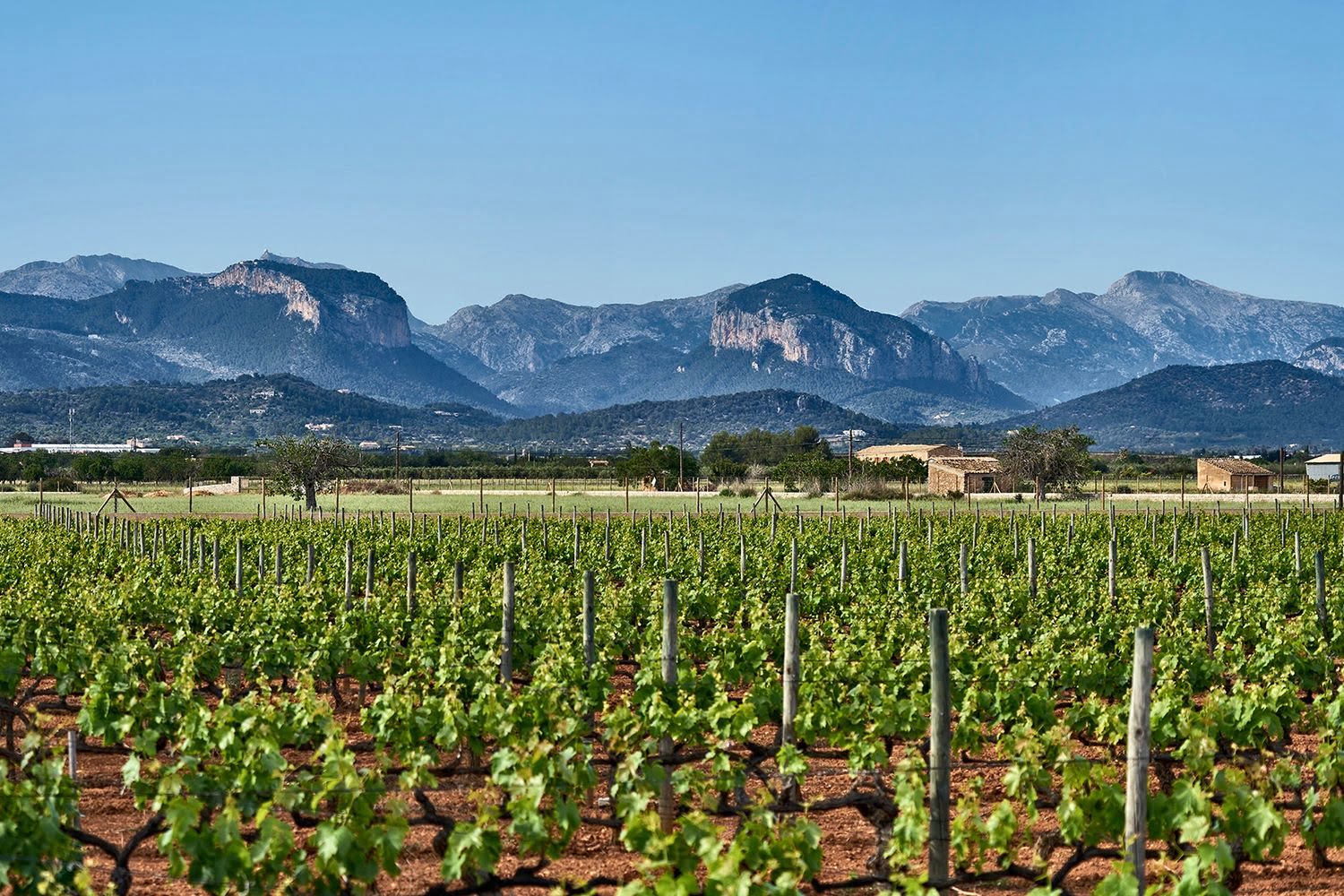 Vinos de Mallorca de alta alidad-Bodega Can rubi